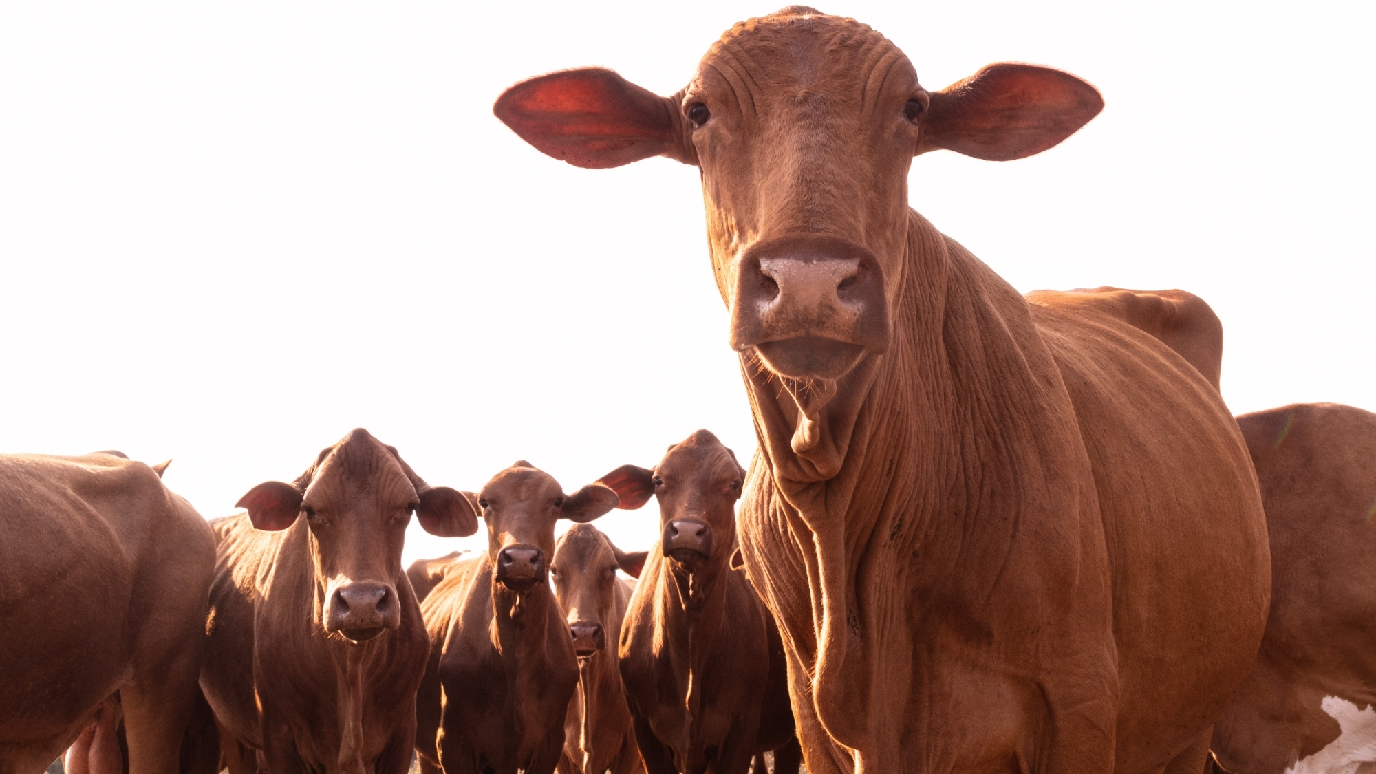 Scientists Say Cows Might Recognize Human Faces, Which Is Bad News for ...