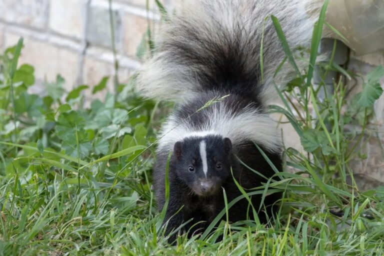 Popular household remedy for keeping skunks away dismissed as myth by ...